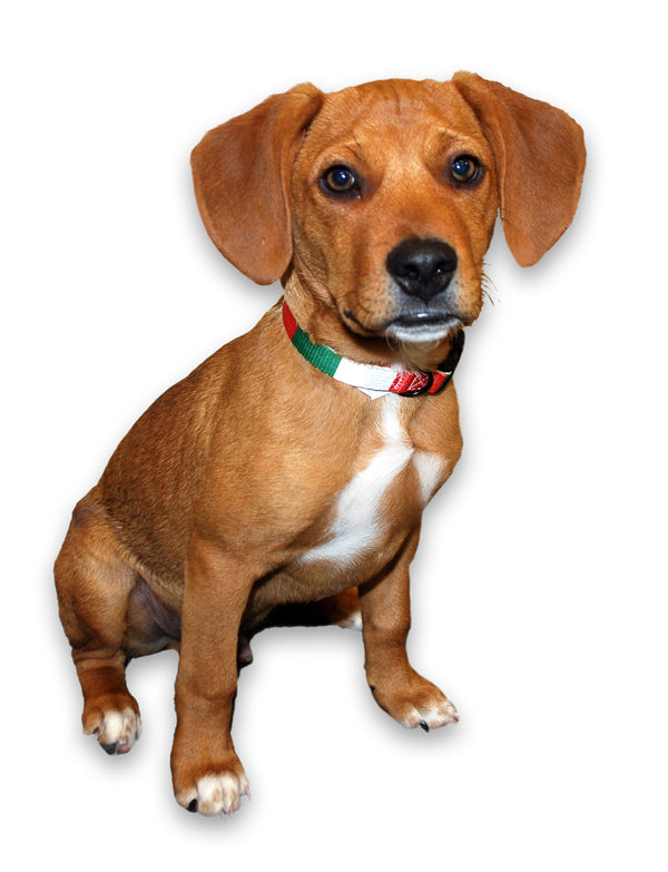 Italian Dog Collars – Guidogear